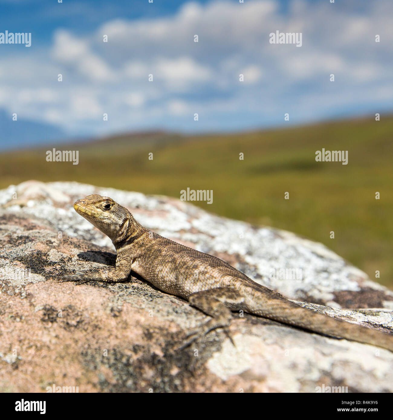 Gran sabana animal hi-res stock photography and images - Alamy