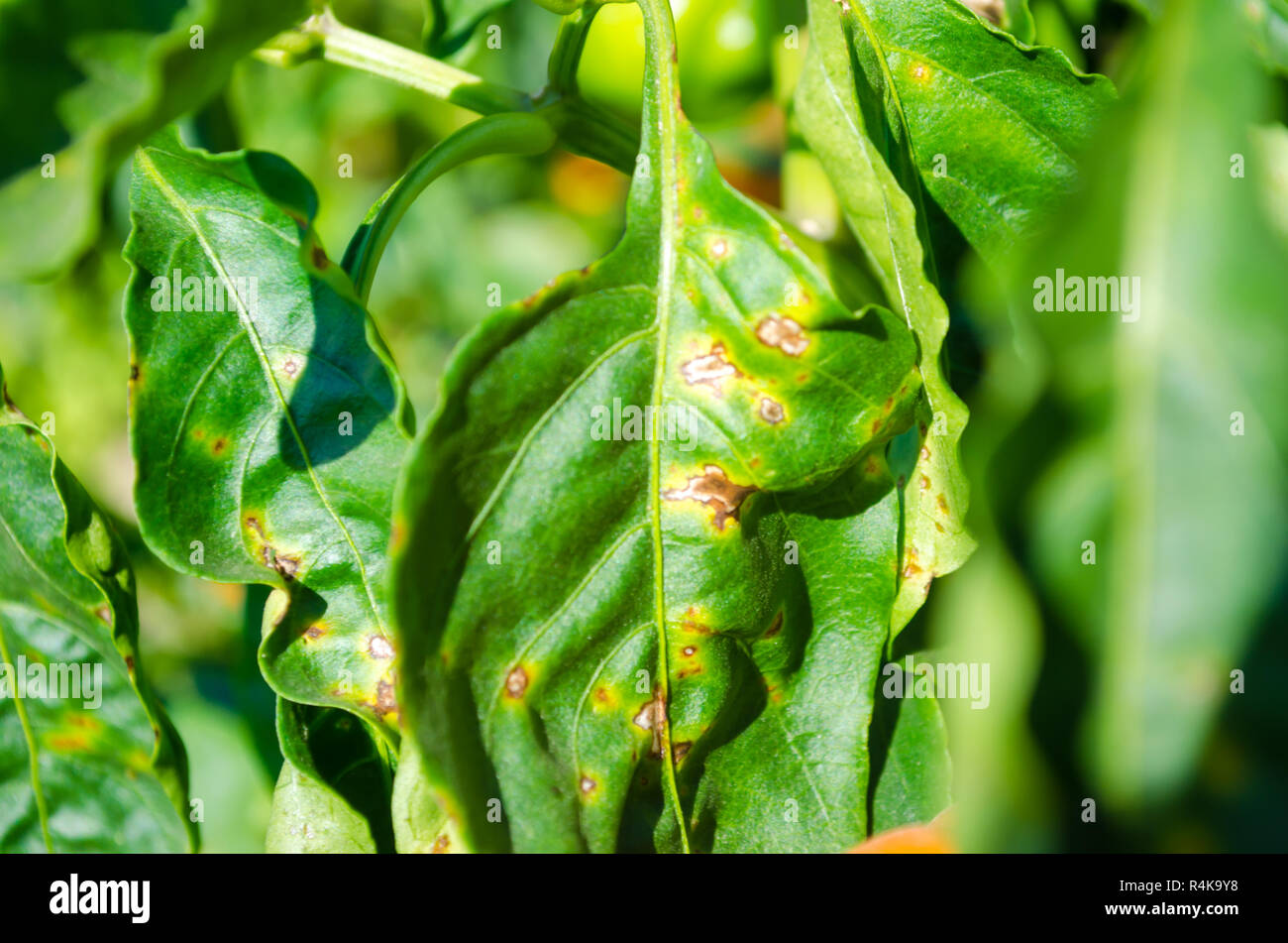 Thrips on peppers hi-res stock photography and images - Alamy