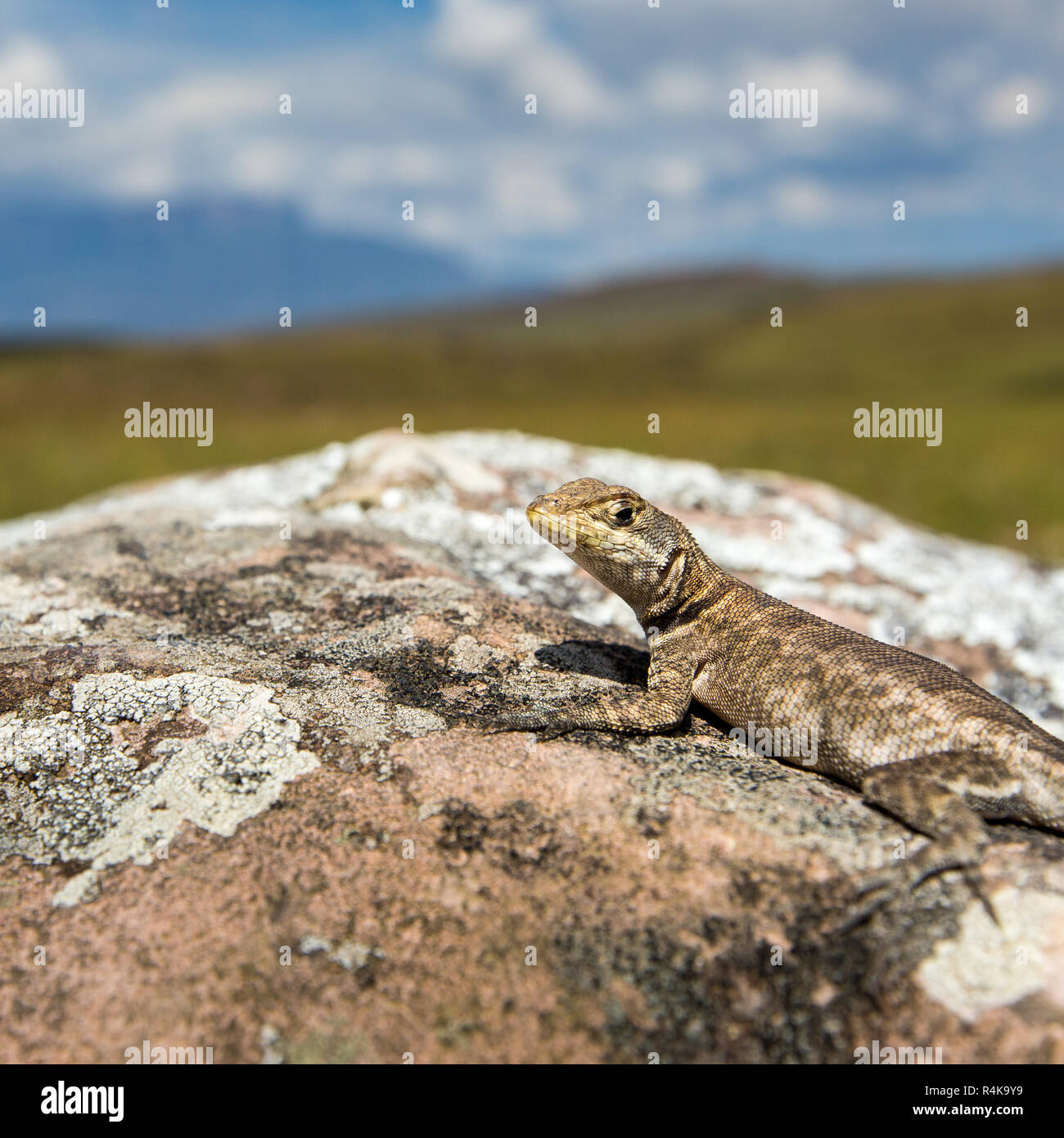 Lizard in road to Mount Roraima - Venezuela, Latin America Stock Photo ...