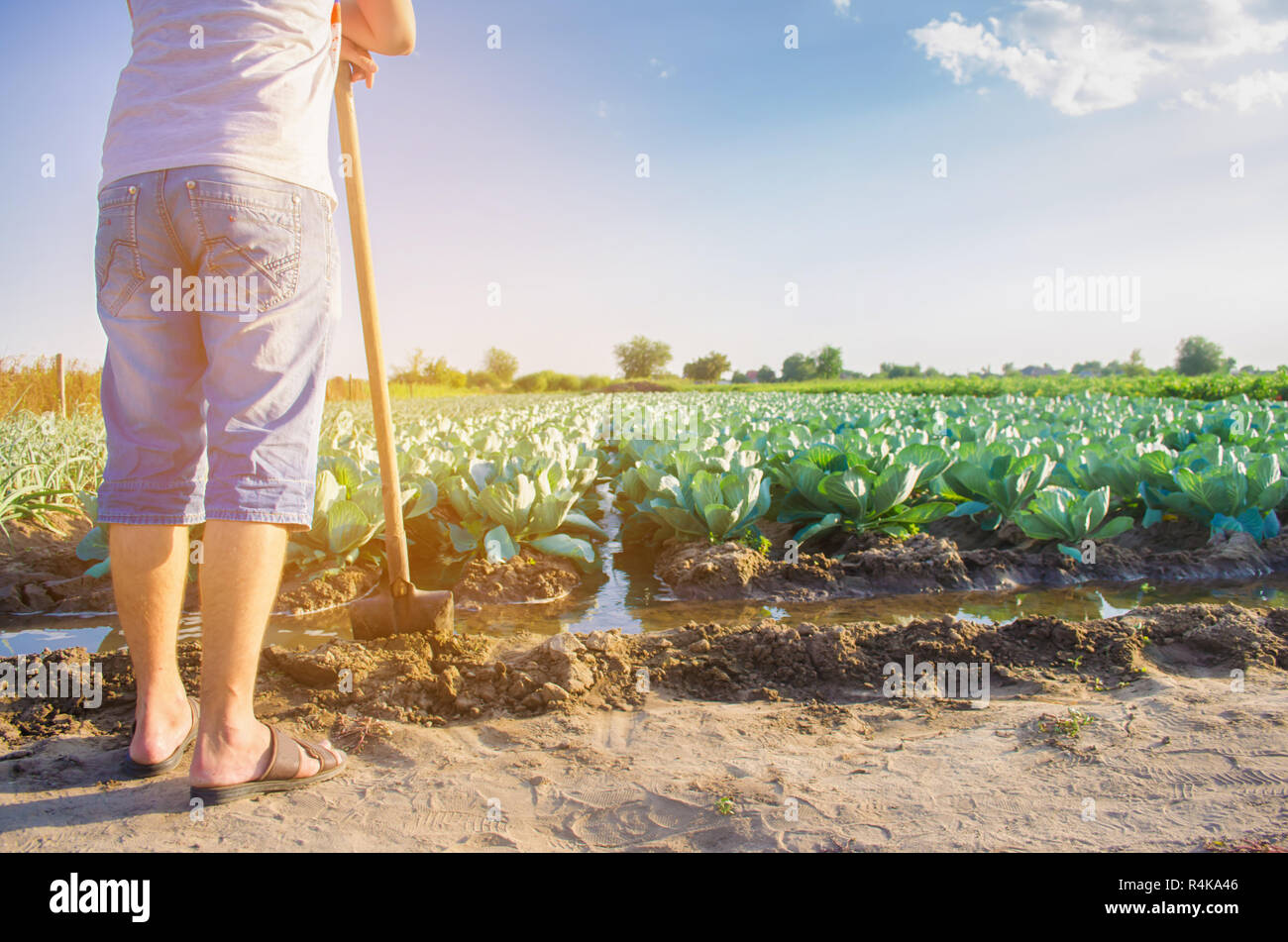 the farmer is watering the field. natural irrigation. cabbage ...