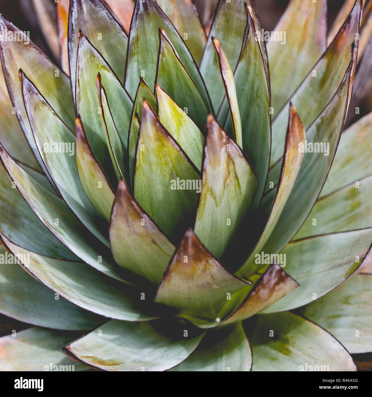 Endemic plant from Mount Roraima in Venezuela Stock Photo - Alamy