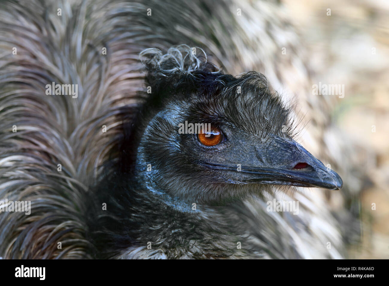 Cursorial hi-res stock photography and images - Alamy