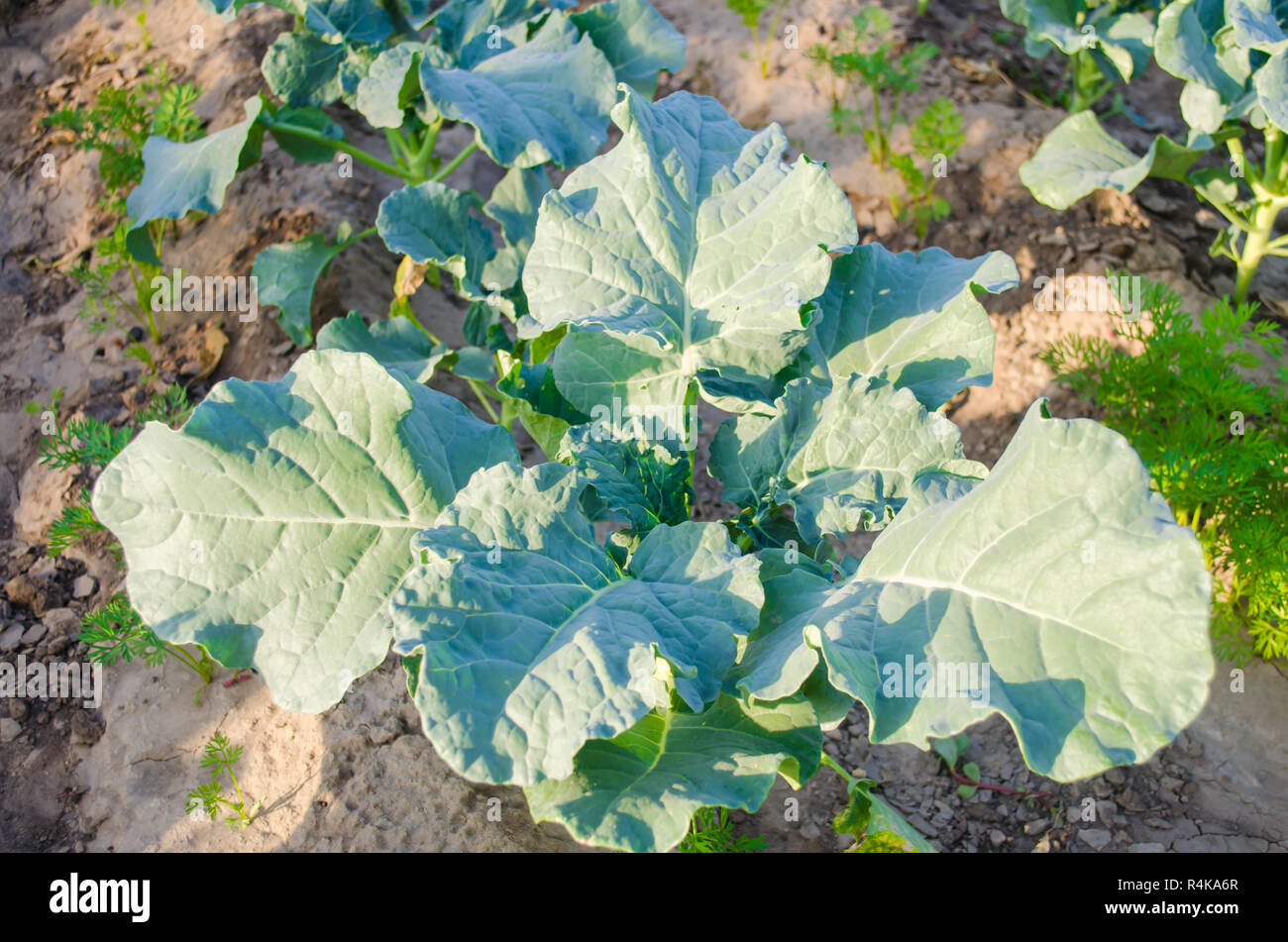 young broccoli growing in the field. fresh organic vegetables ...