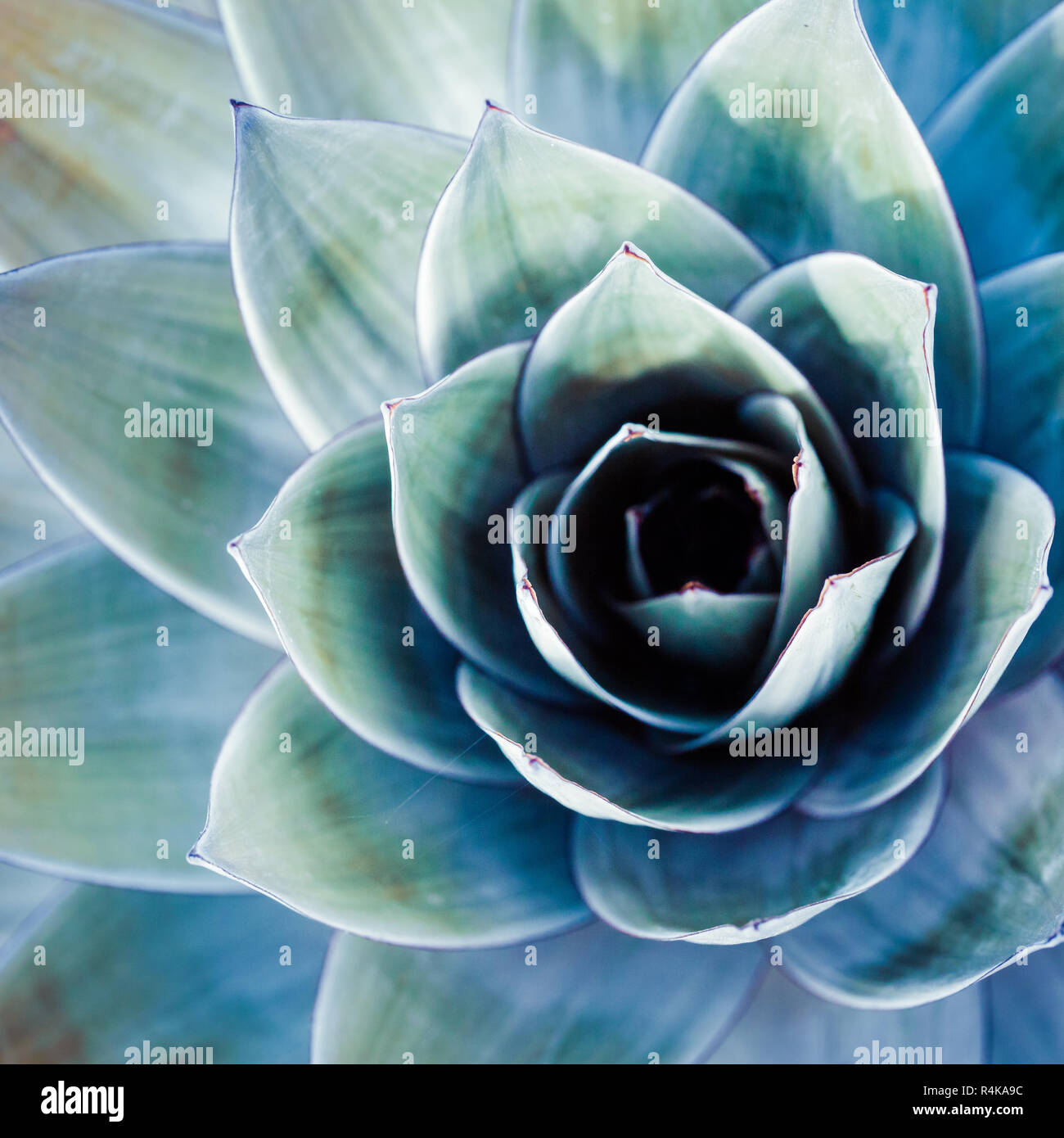 Endemic plant from Mount Roraima in Venezuela Stock Photo - Alamy