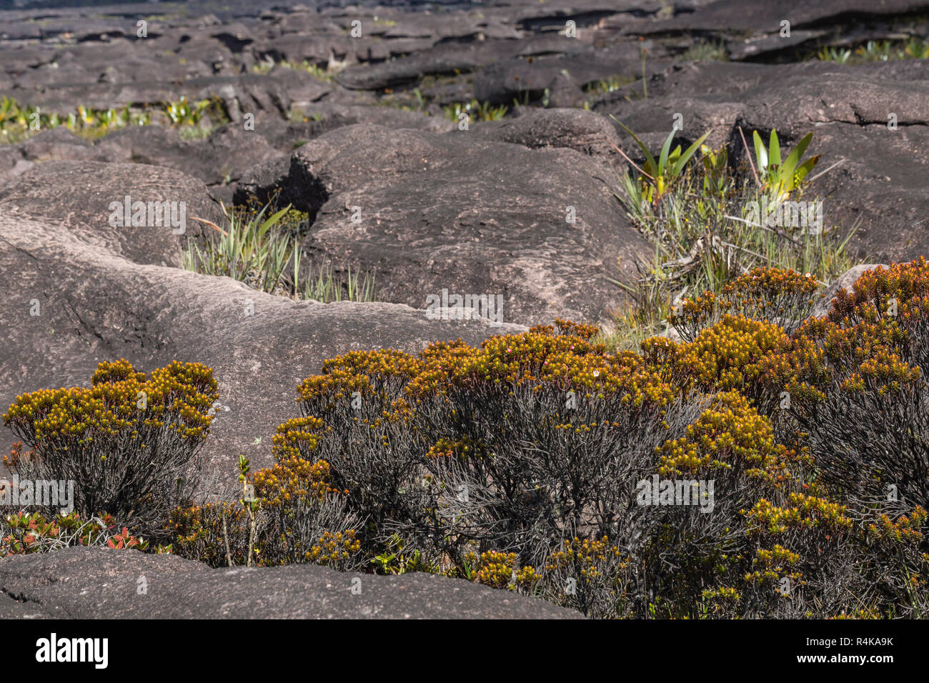 Bizarre ancient rocks of the plateau Roraima tepui - Venezuela, Latin ...
