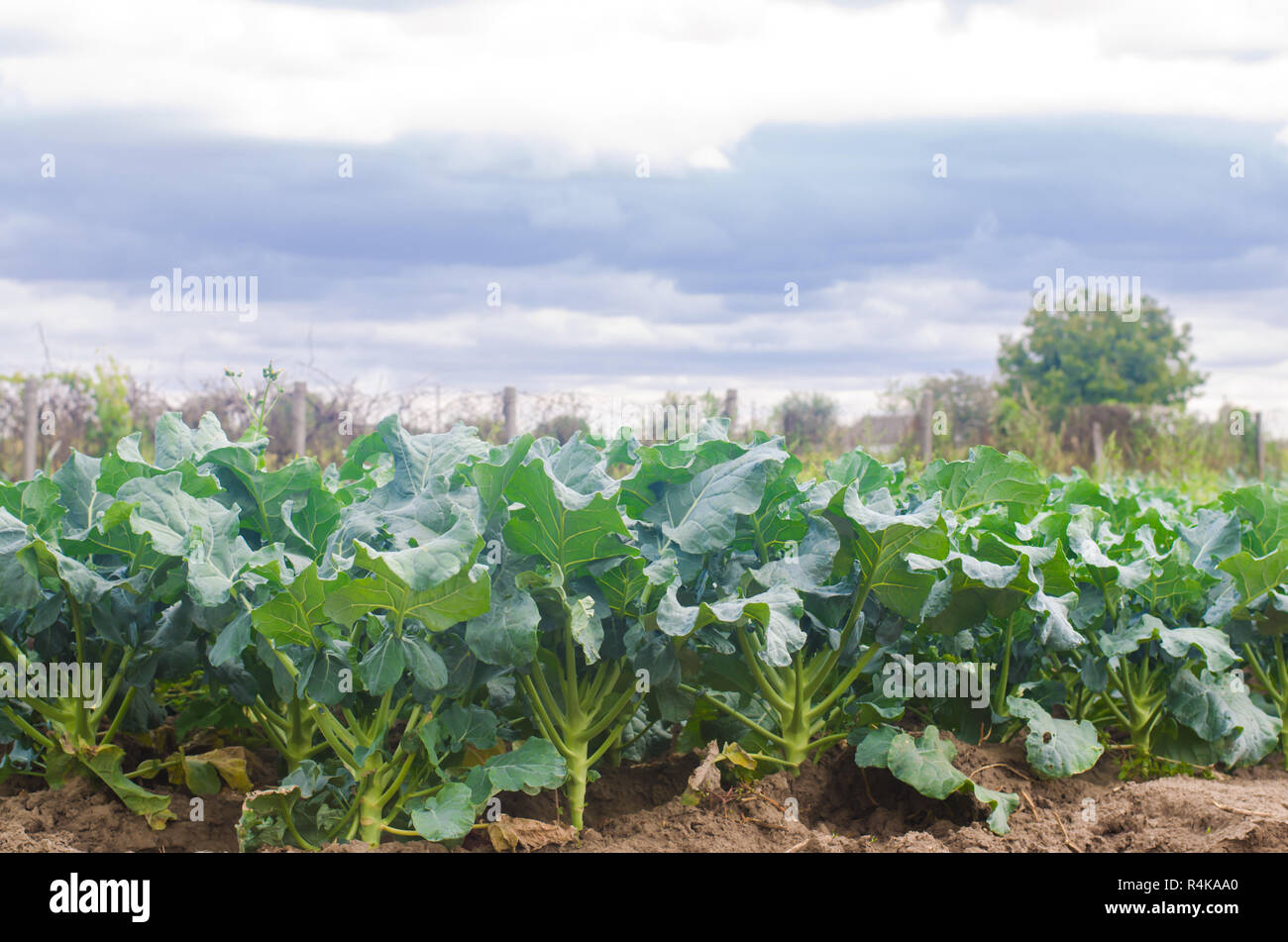 broccoli growing in the field. fresh organic vegetables agriculture ...