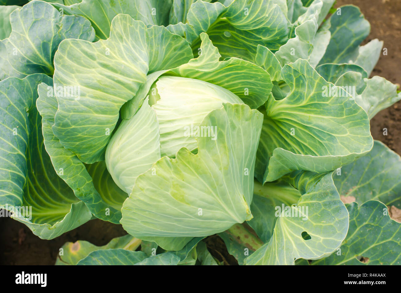 worm - pest of cabbage. disease of vegetables in the field. enemy ...