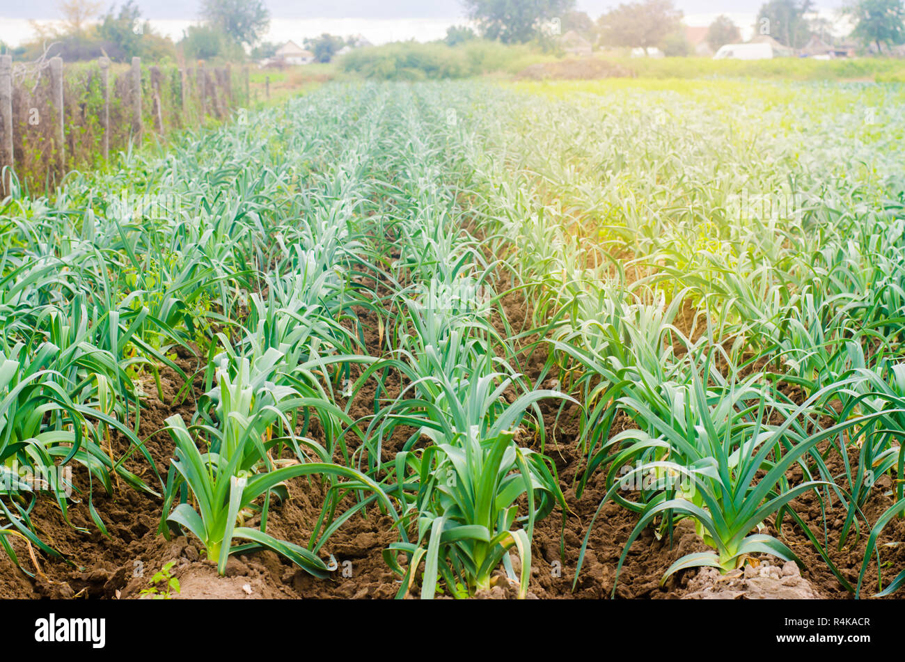 leek growing in the field. Agriculture, vegetables, organic ...