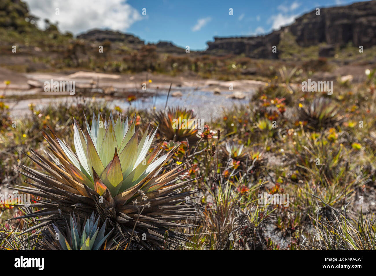 Bizarre ancient rocks of the plateau Roraima tepui - Venezuela, Latin ...