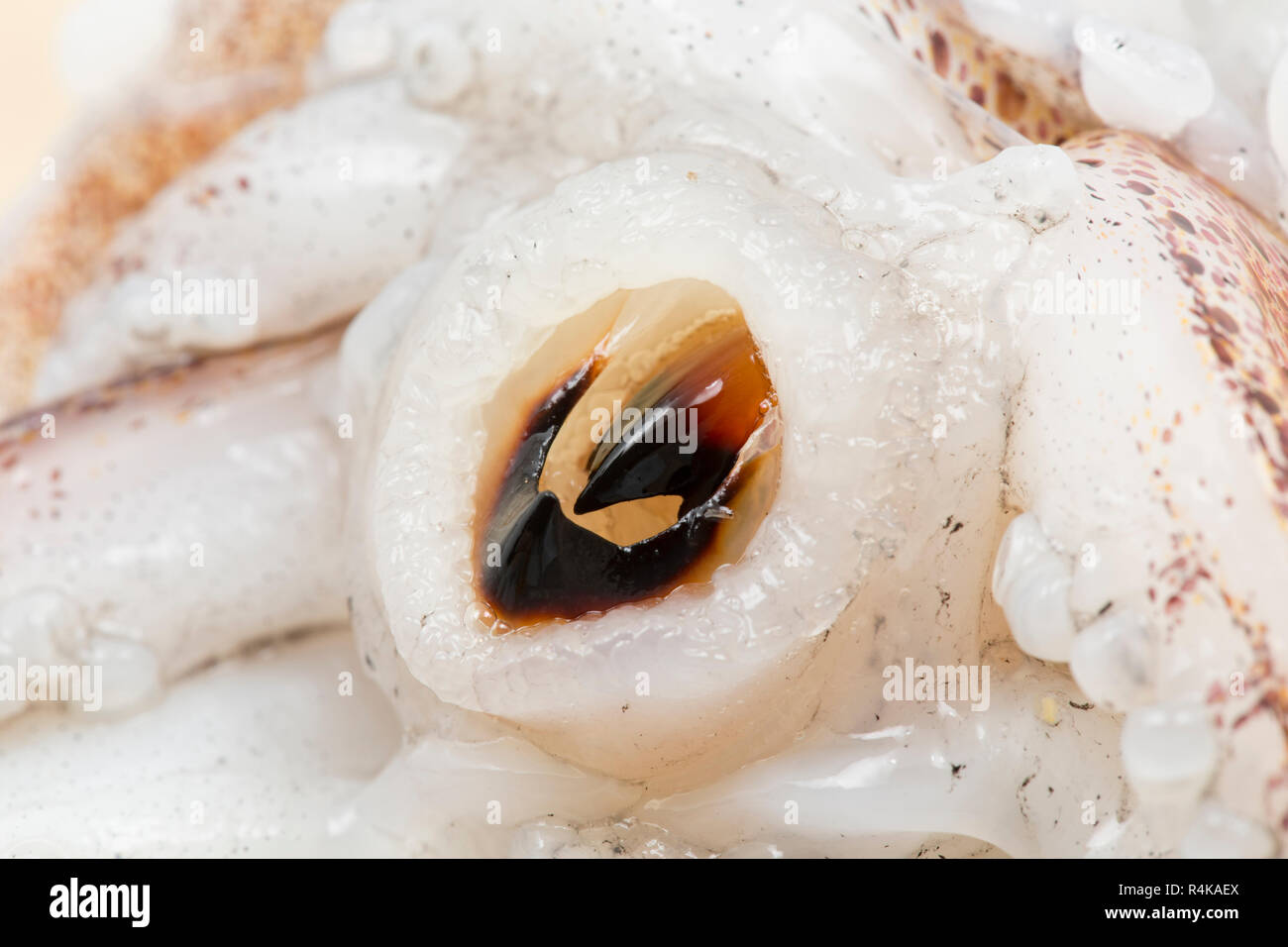 Squid beak hi-res stock photography and images - Alamy
