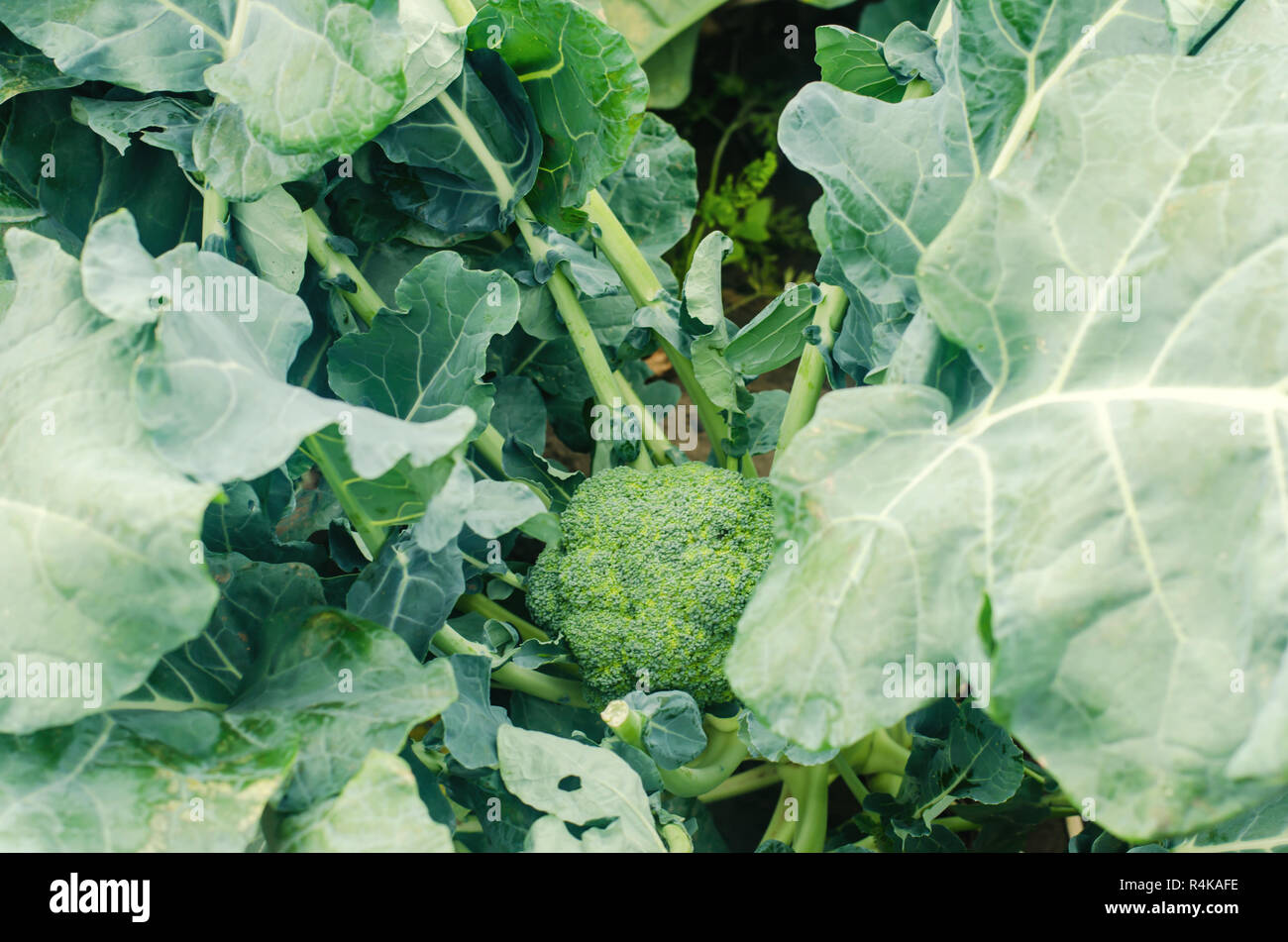 broccoli growing in the field. fresh organic vegetables agriculture ...