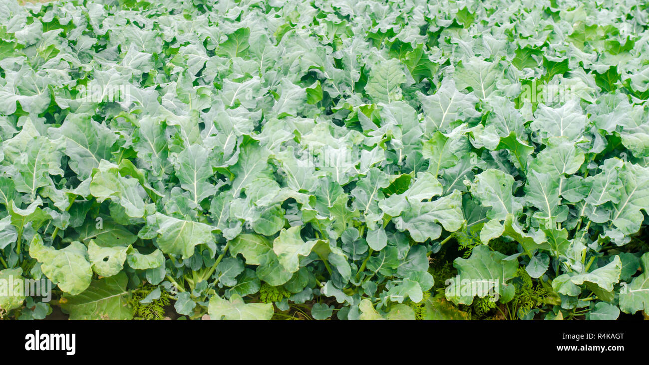 broccoli growing in the field. fresh organic vegetables agriculture ...