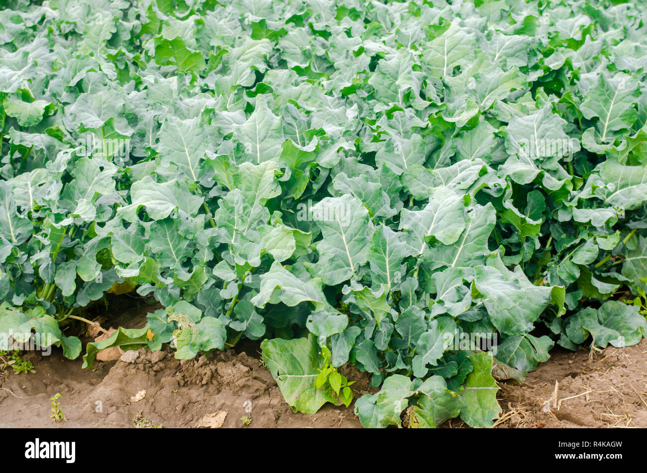 broccoli growing in the field. fresh organic vegetables agriculture ...
