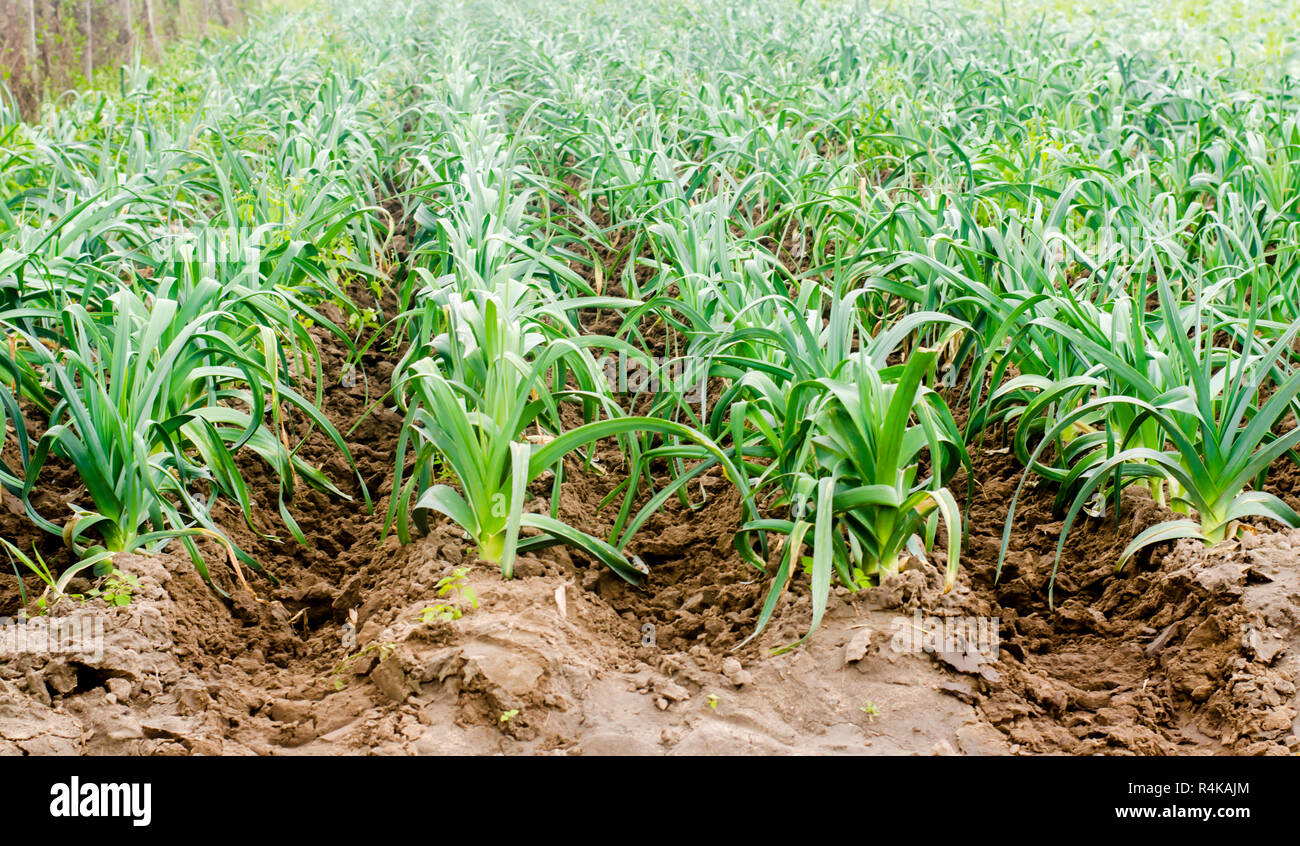 leek growing in the field. Agriculture, vegetables, organic ...