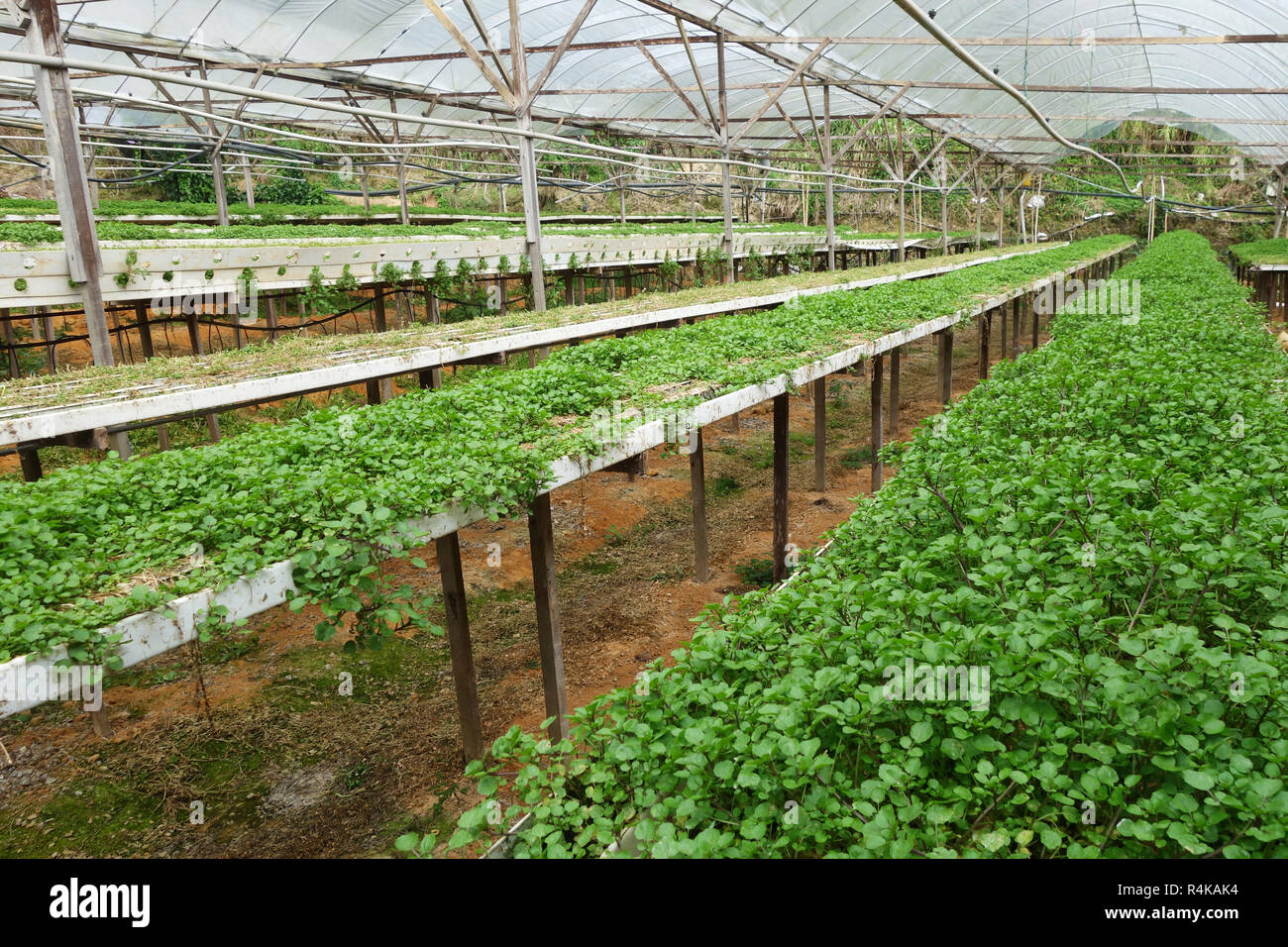 Watercress pond hi-res stock photography and images - Alamy
