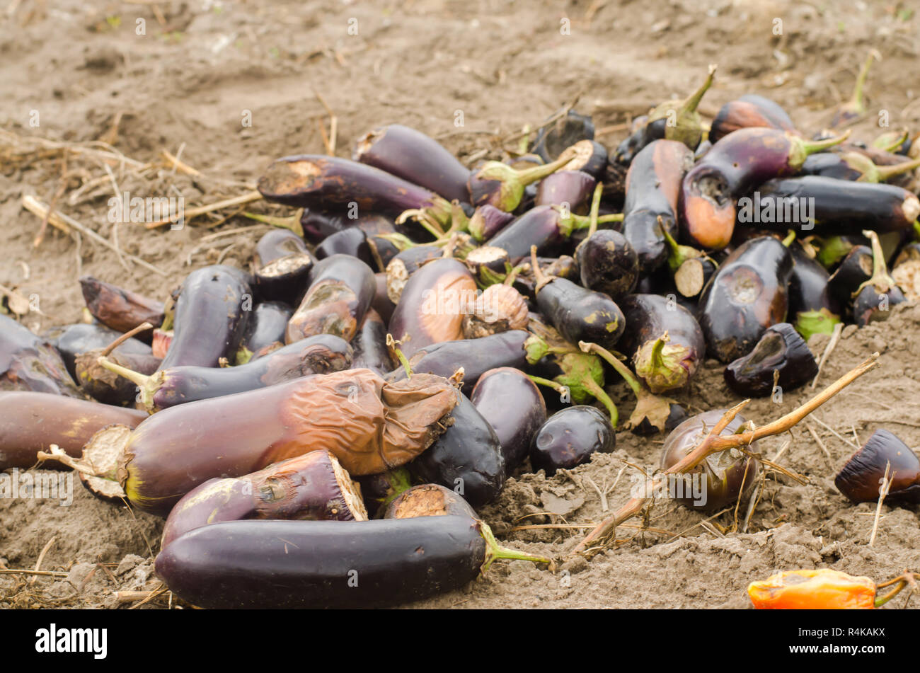 rotten spoiled eggplant vegetables lie on the field. poor harvest ...