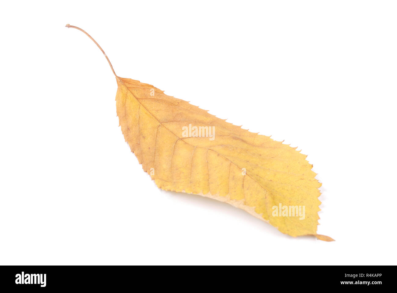 Collection beautiful colorful autumn cherry leaves isolated on white ...