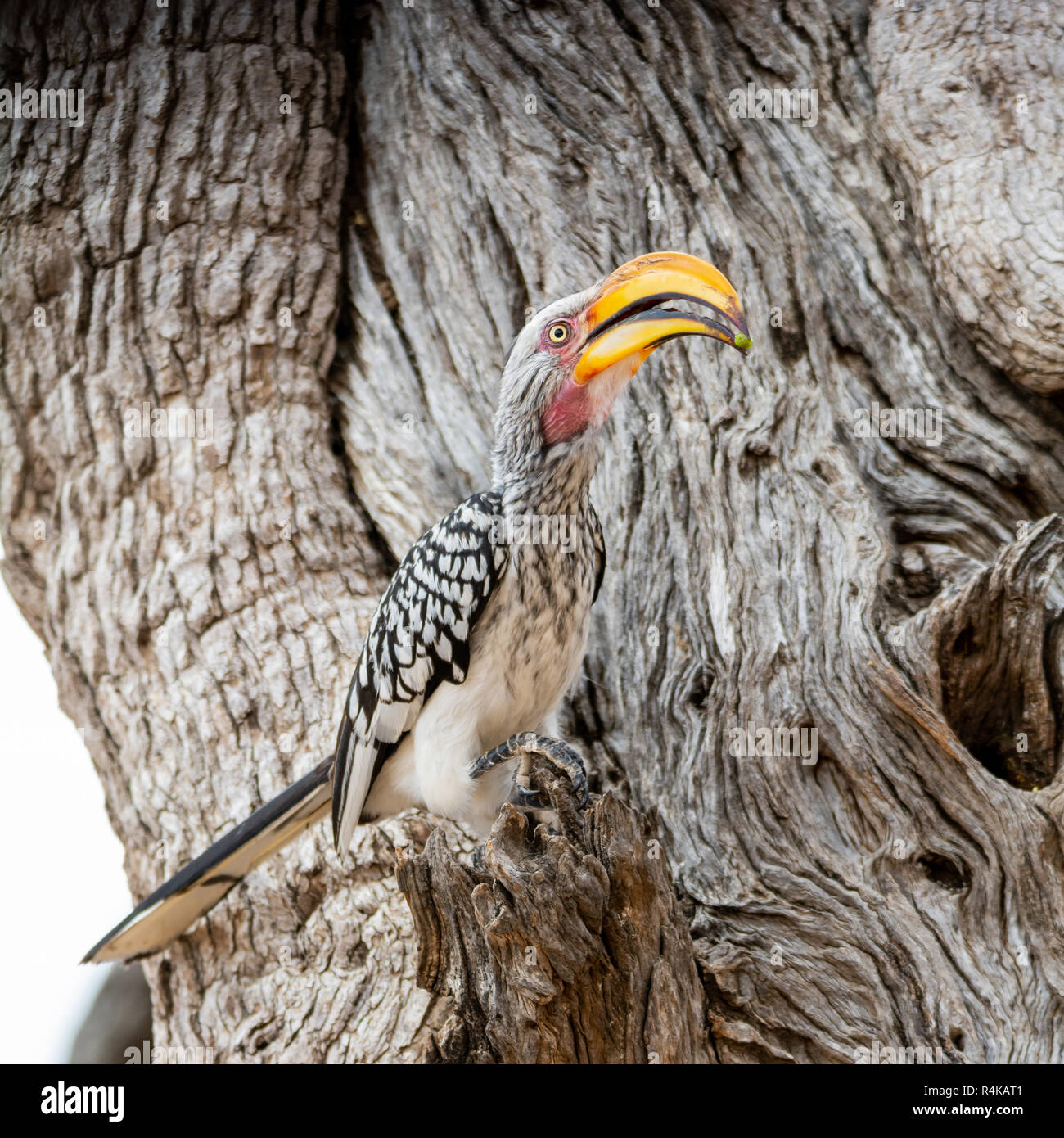 A Yellow-billed Hornbill with food for it's young in Southern Africa ...