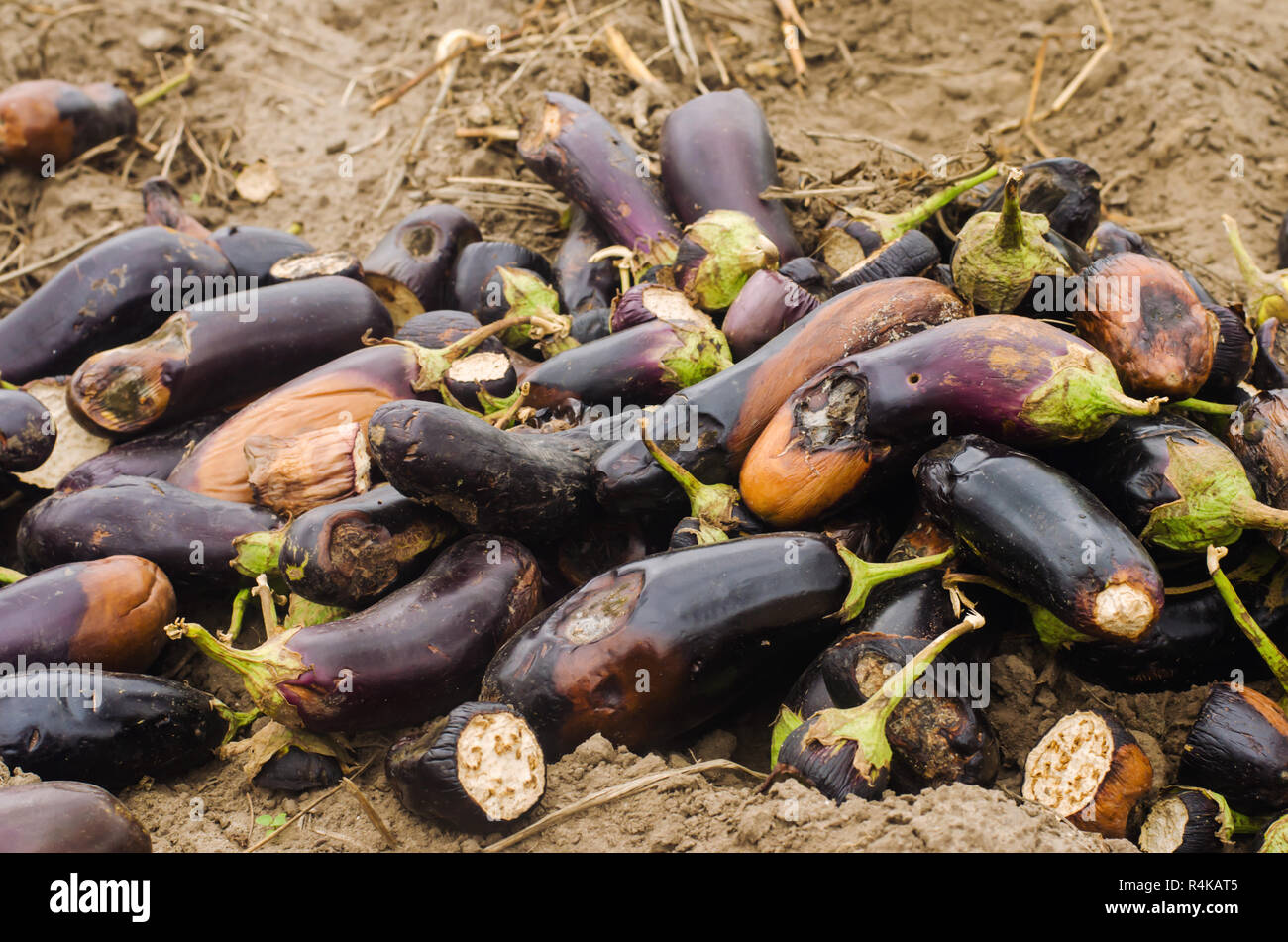 rotten spoiled eggplant vegetables lie on the field. poor harvest ...