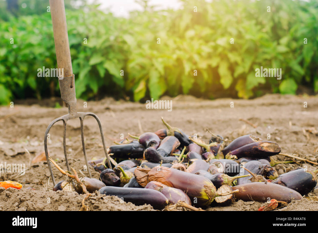 rotten spoiled eggplant vegetables lie on the field. poor harvest ...