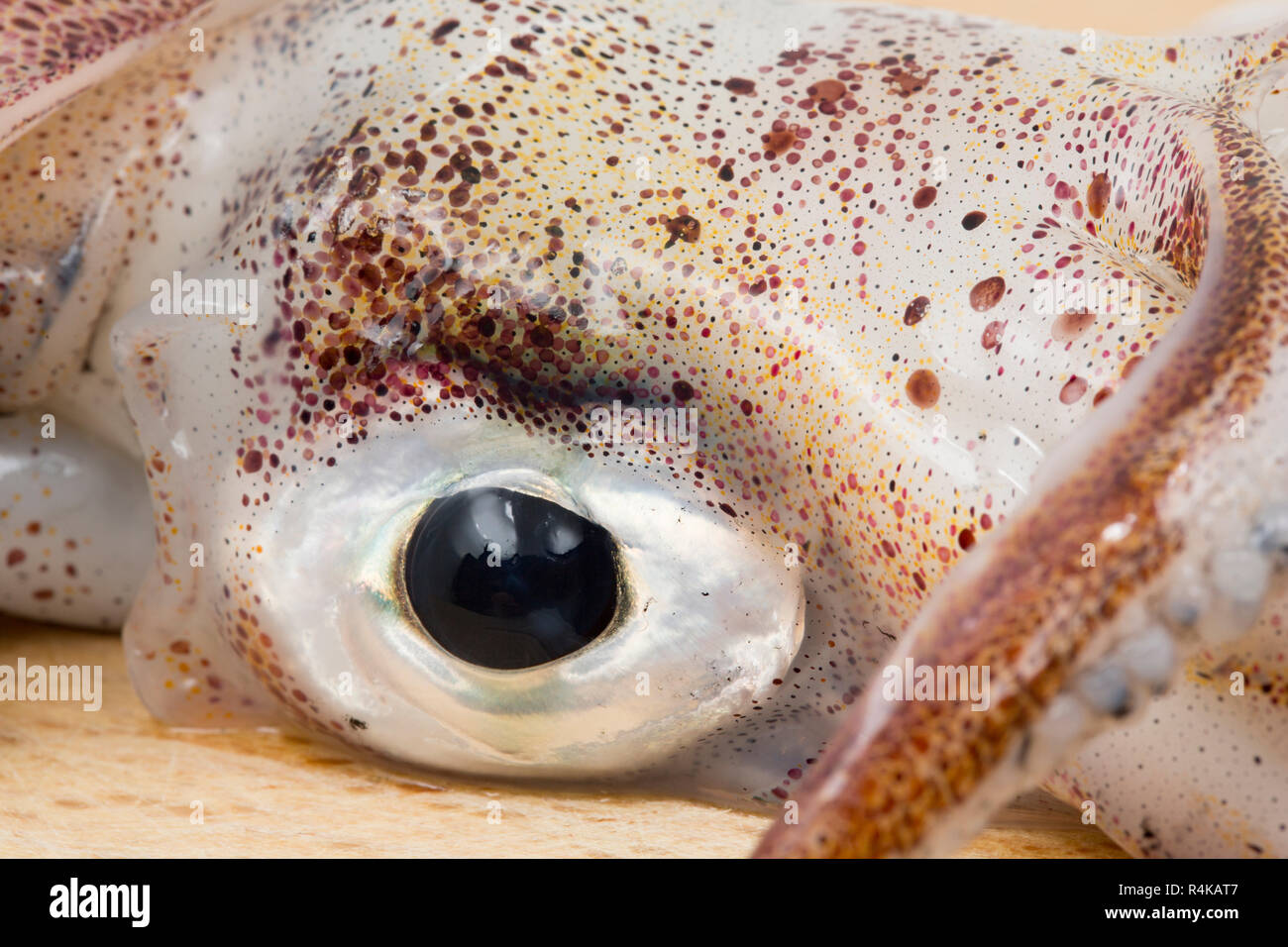 Squid Eyes