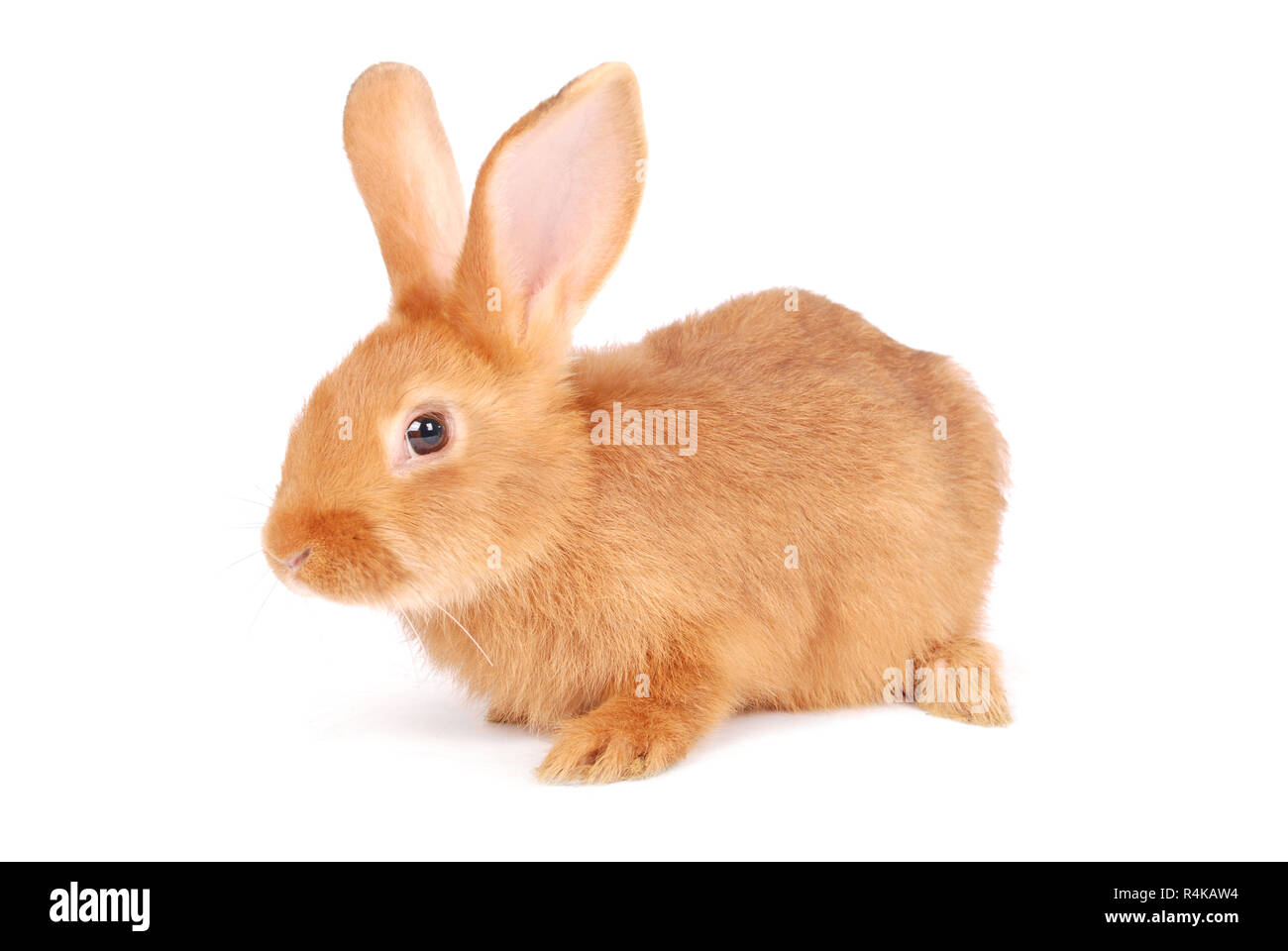 Little orange rabbit isolated on white background Stock Photo - Alamy