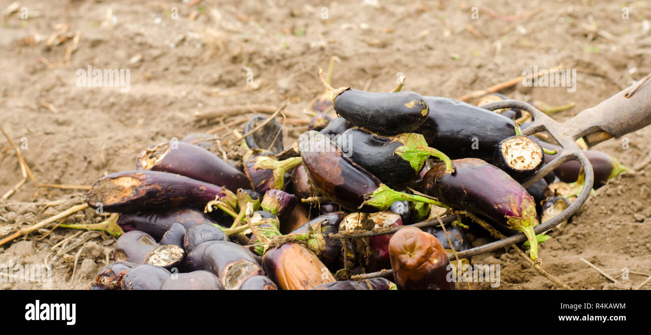rotten spoiled eggplant vegetables lie on the field. poor harvest ...