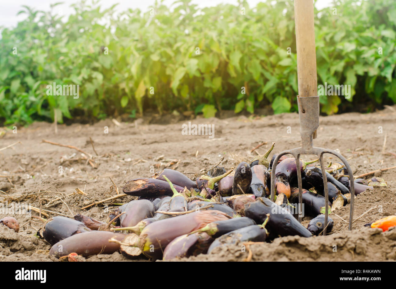 rotten spoiled eggplant vegetables lie on the field. poor harvest ...