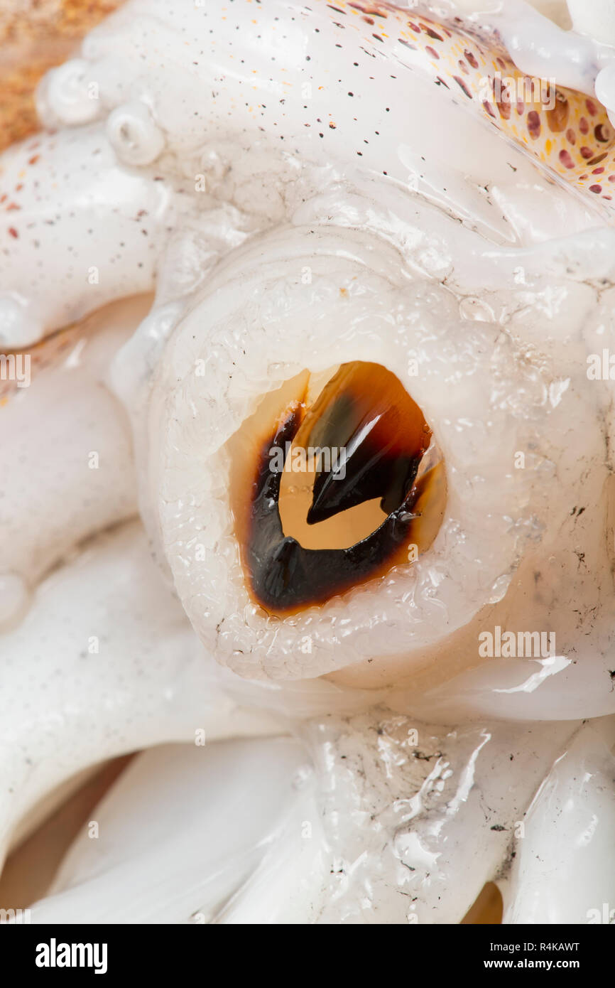 A picture showing the beak of a Loligo vulgaris squid caught on rod and ...