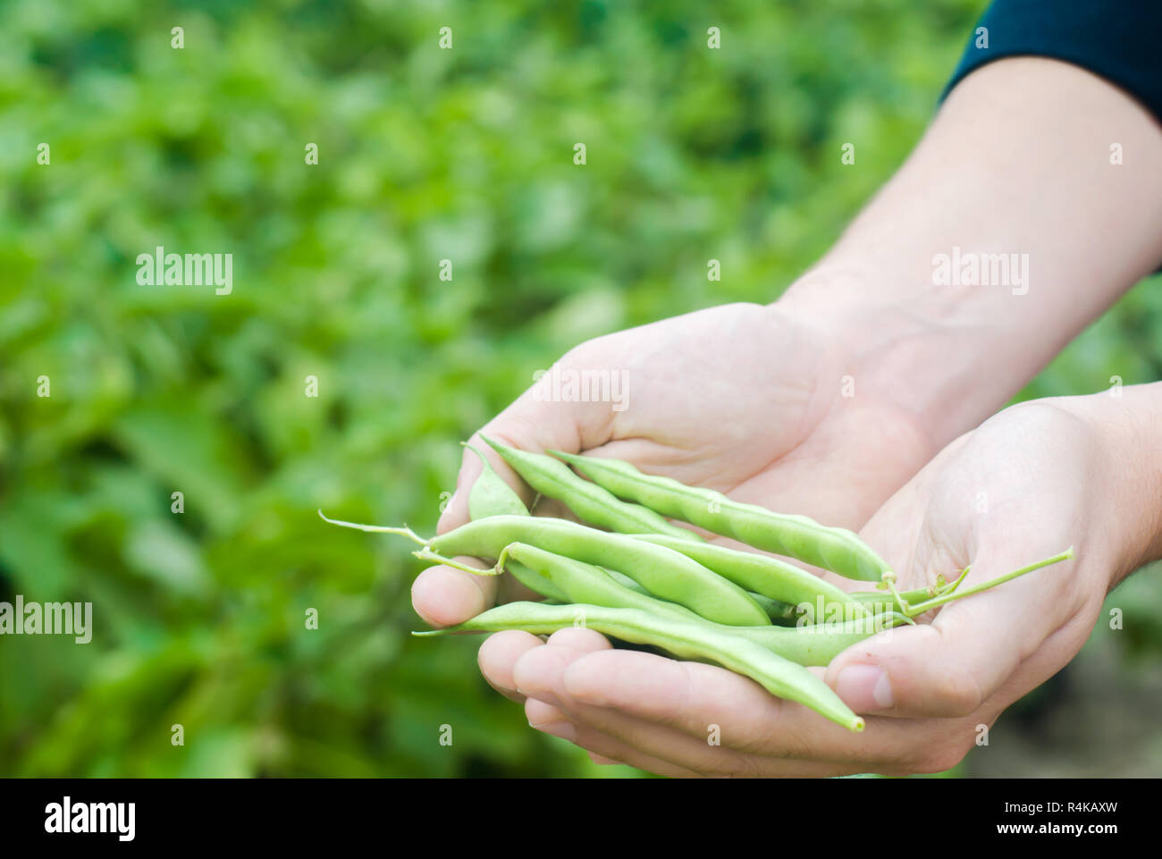 farmer holds fresh beans in hands. french beans. harvest on the field ...