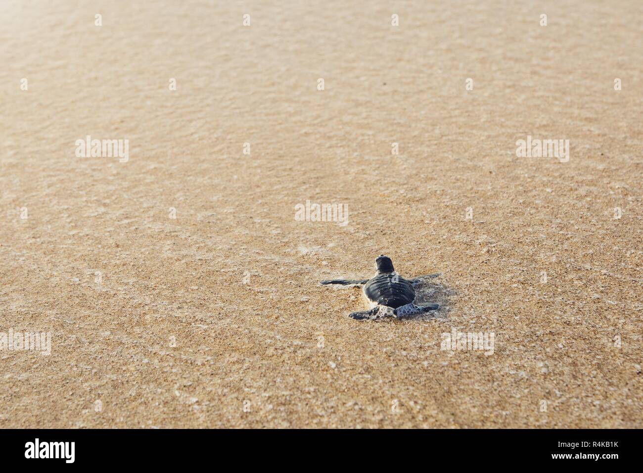 Freshly hatched turtle on the way across beach into sea. Ras Al Jinz ...