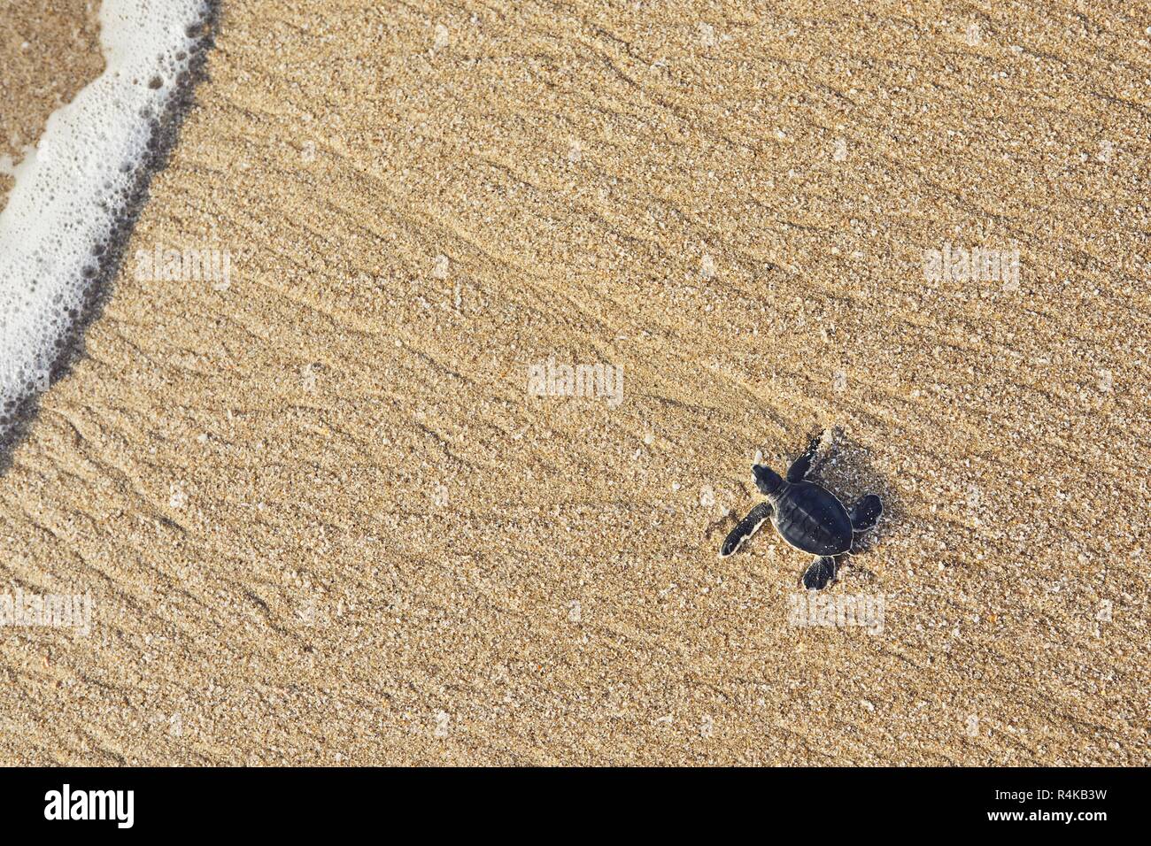 Freshly hatched turtle on the way across beach into sea. Ras Al Jinz ...