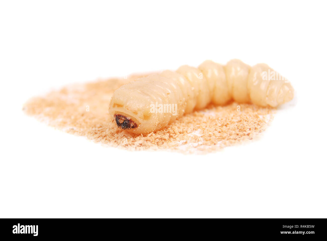 Larva bark beetle (Scolytinae). Larva of Bark beetles legless isolated ...