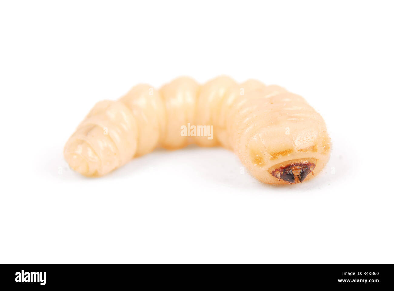 Larva bark beetle (Scolytinae). Larva of Bark beetles legless isolated ...
