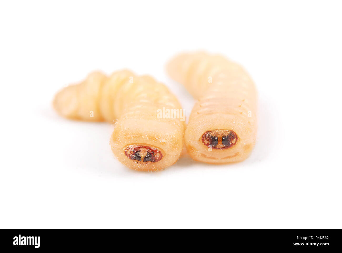 Larva bark beetle (Scolytinae). Larva of Bark beetles legless isolated ...