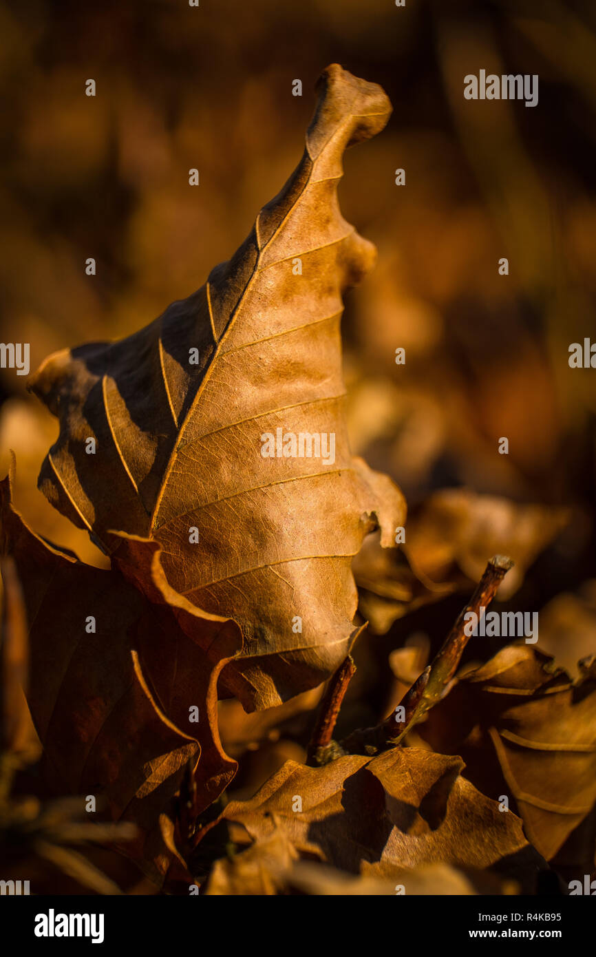 Dead leaves humus forest hi-res stock photography and images - Alamy