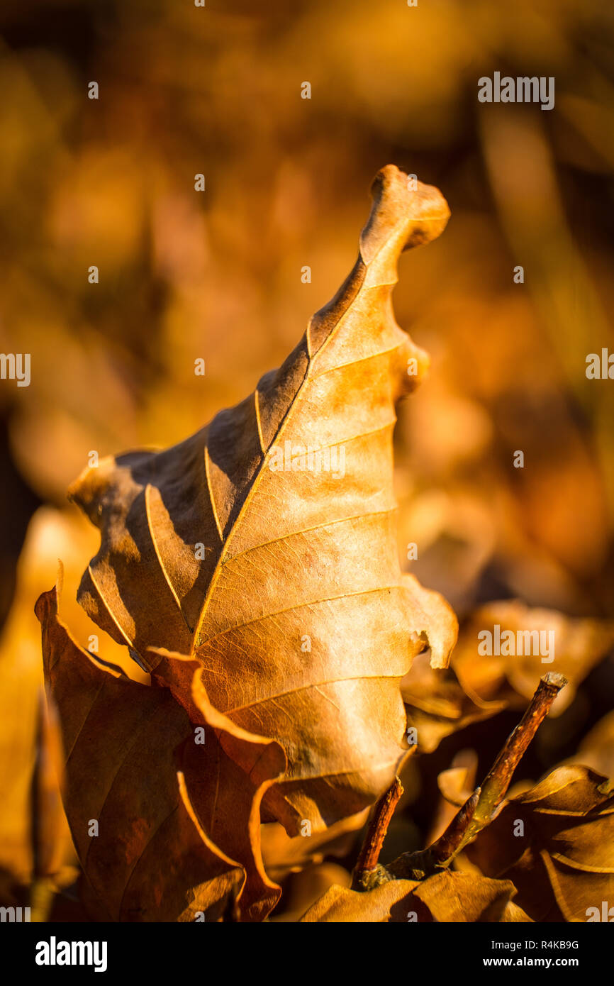 fallen leaves on forest floor Stock Photo - Alamy