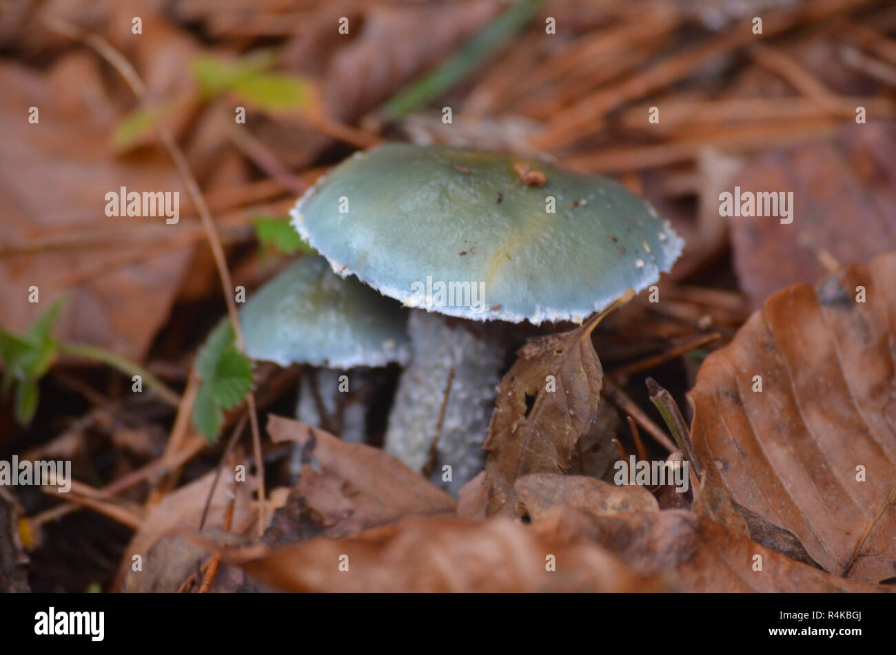 Verdigris agaric fungi hi-res stock photography and images - Alamy