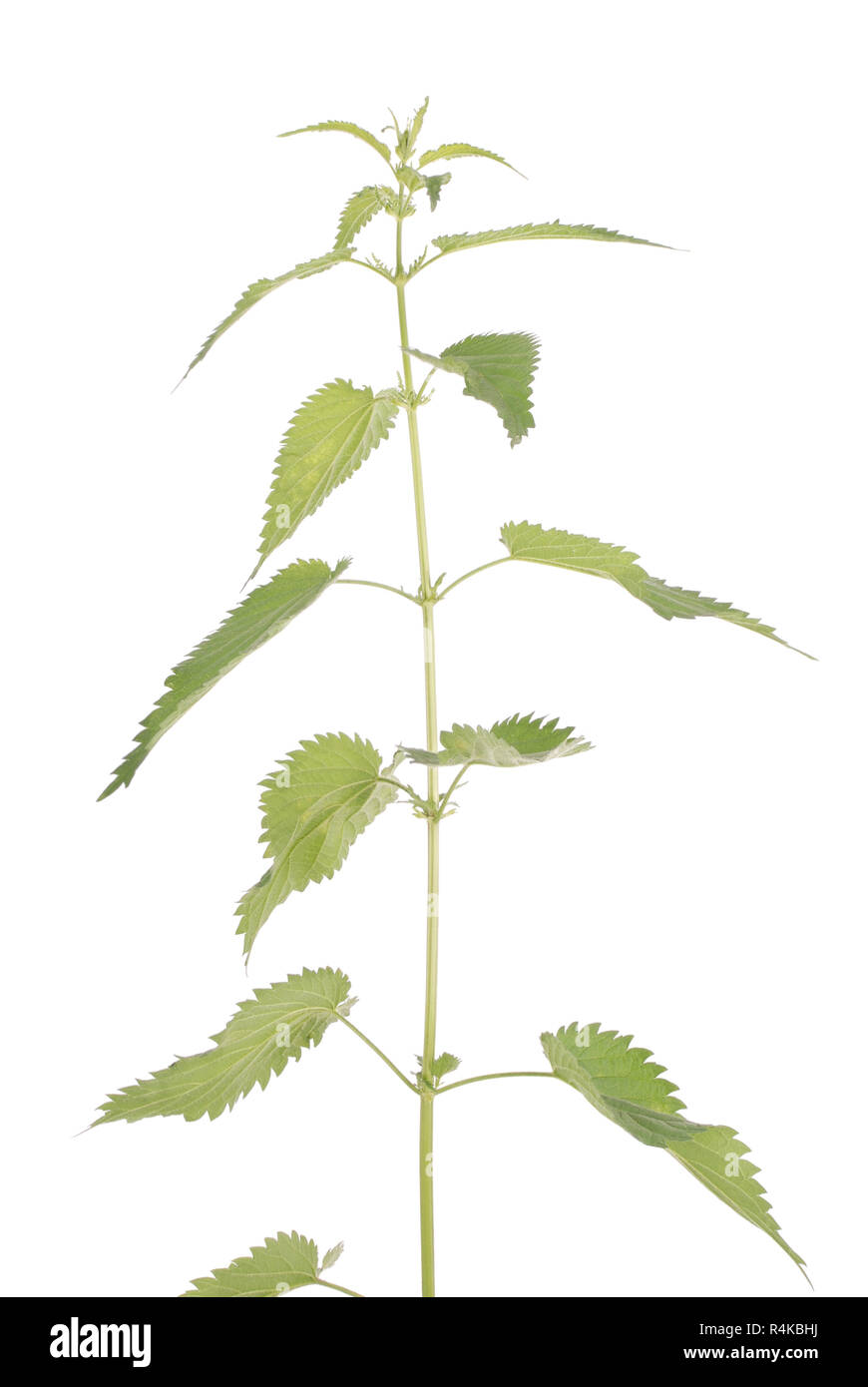 Fresh nettle. High nettle plant isolated on a white background Stock ...