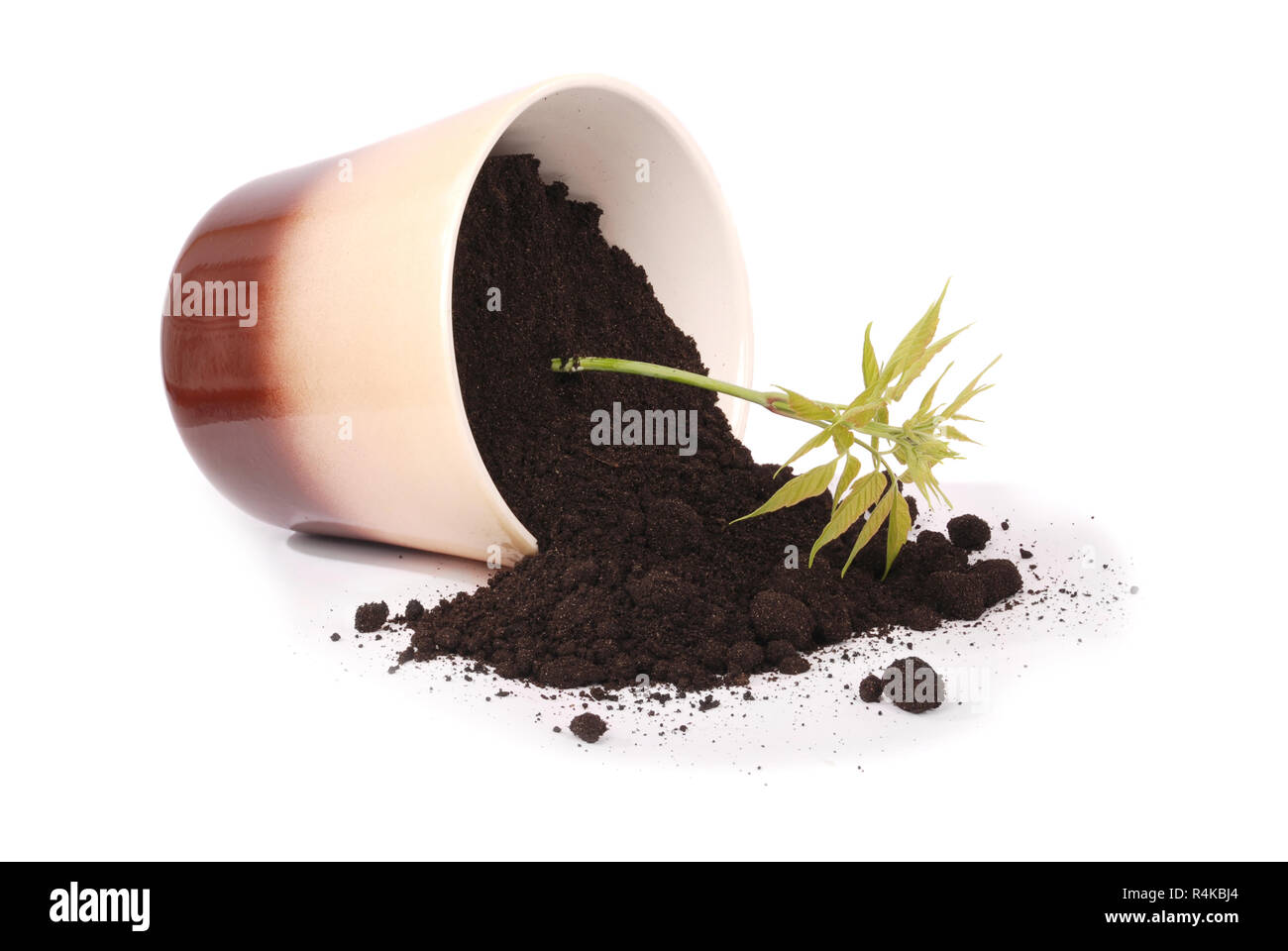 Fallen pot with a young plant on a white isolated background Stock ...
