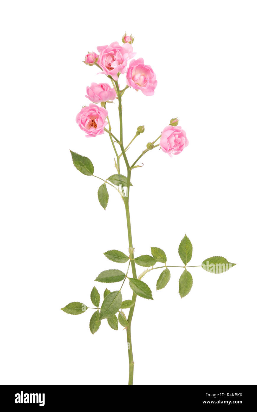 Pink rose with button isolated on white background Stock Photo - Alamy