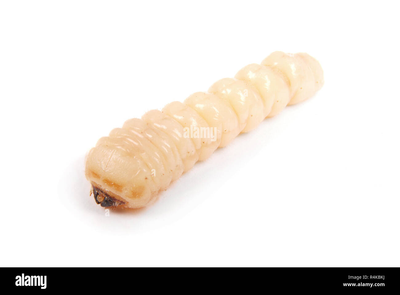 Larva bark beetle (Scolytinae). Larva of Bark beetles legless isolated ...