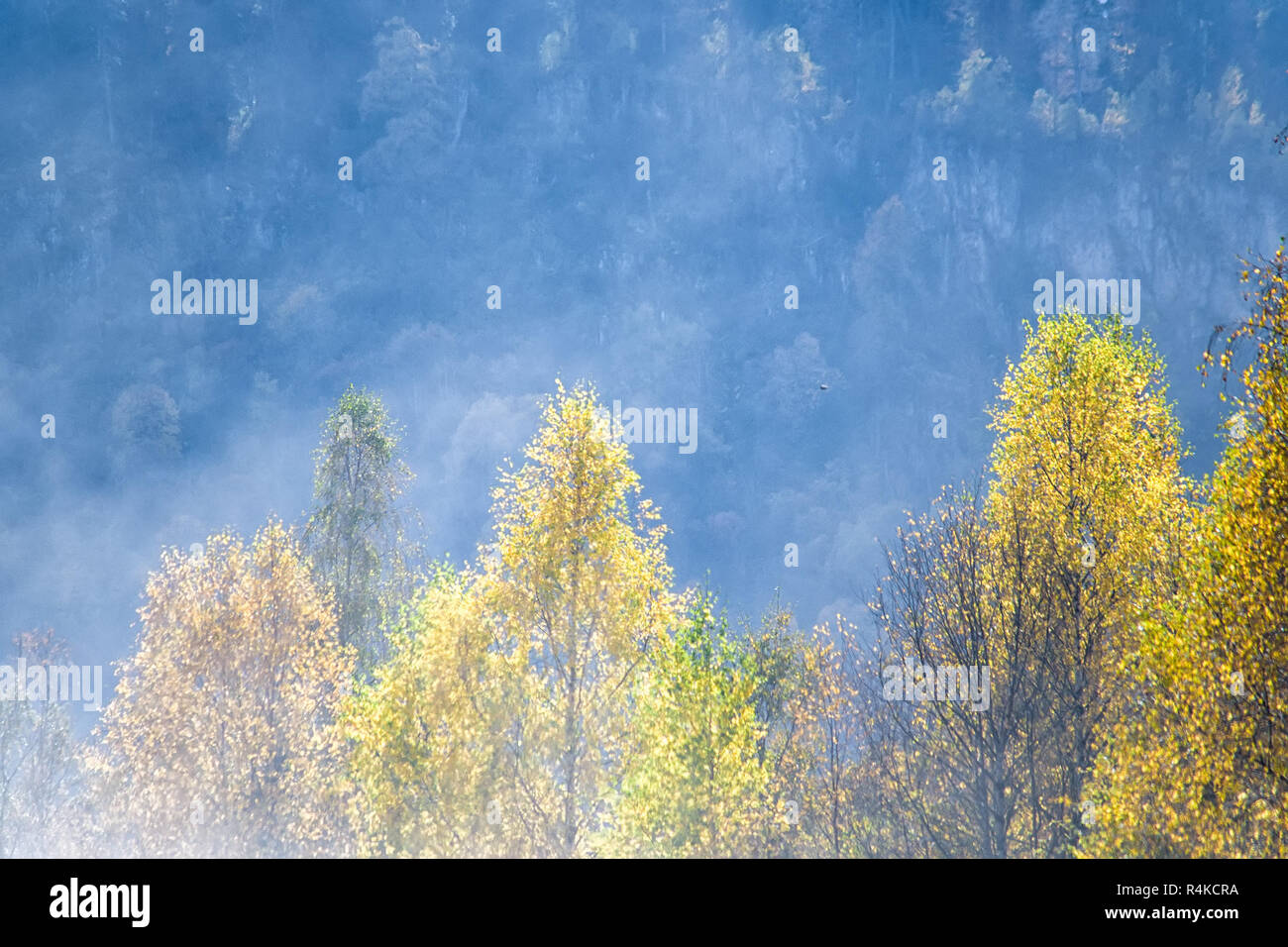 Beautiful landscape with bright mountain forest in autumn Stock Photo ...