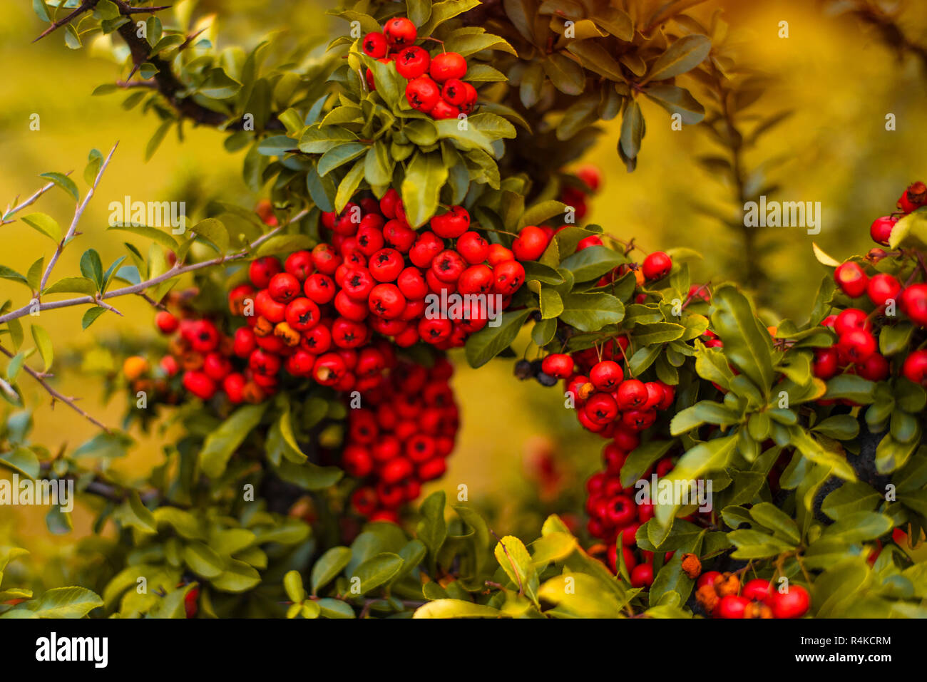 Autumn berries. Bright background of autumn berries Stock Photo - Alamy