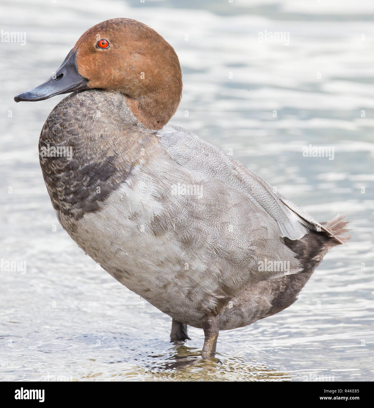 drake male Pochard standing on shore at edge of farmer reservoir in ...