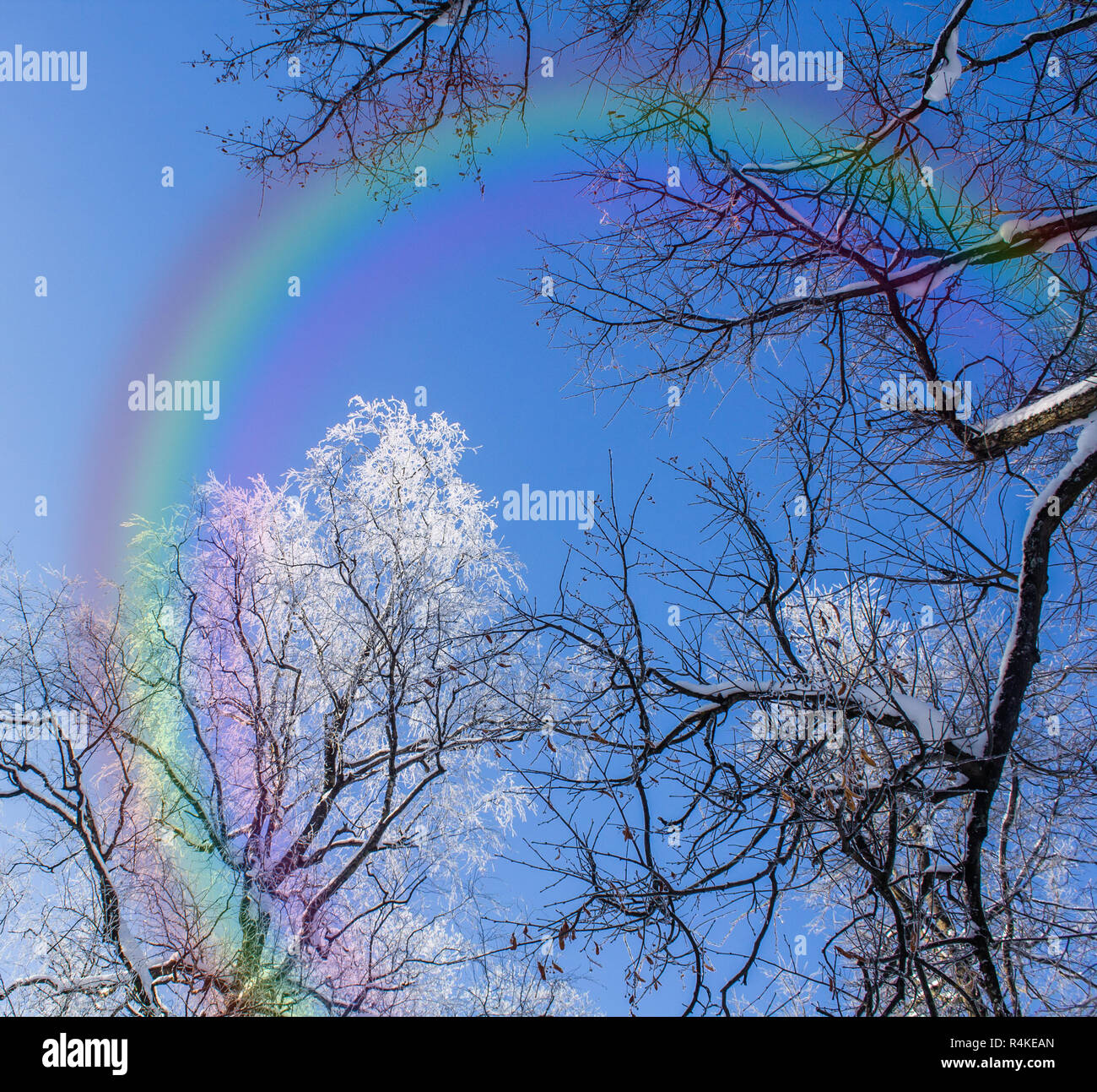 Frozen tree branches. White frost in winter on a branch. Winter picture ...