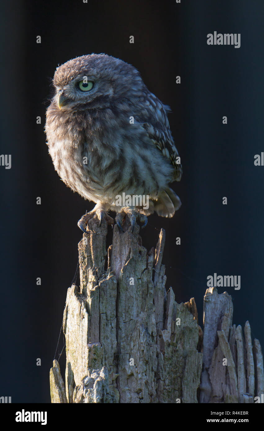 little owl on stump Stock Photo - Alamy