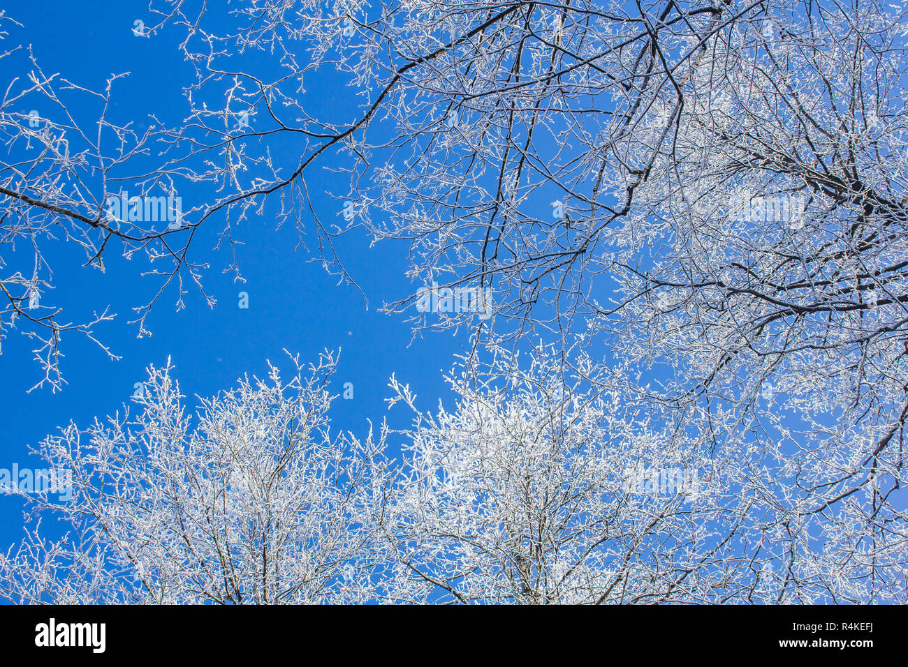 Frozen tree branches. White frost in winter on a branch. Winter picture ...