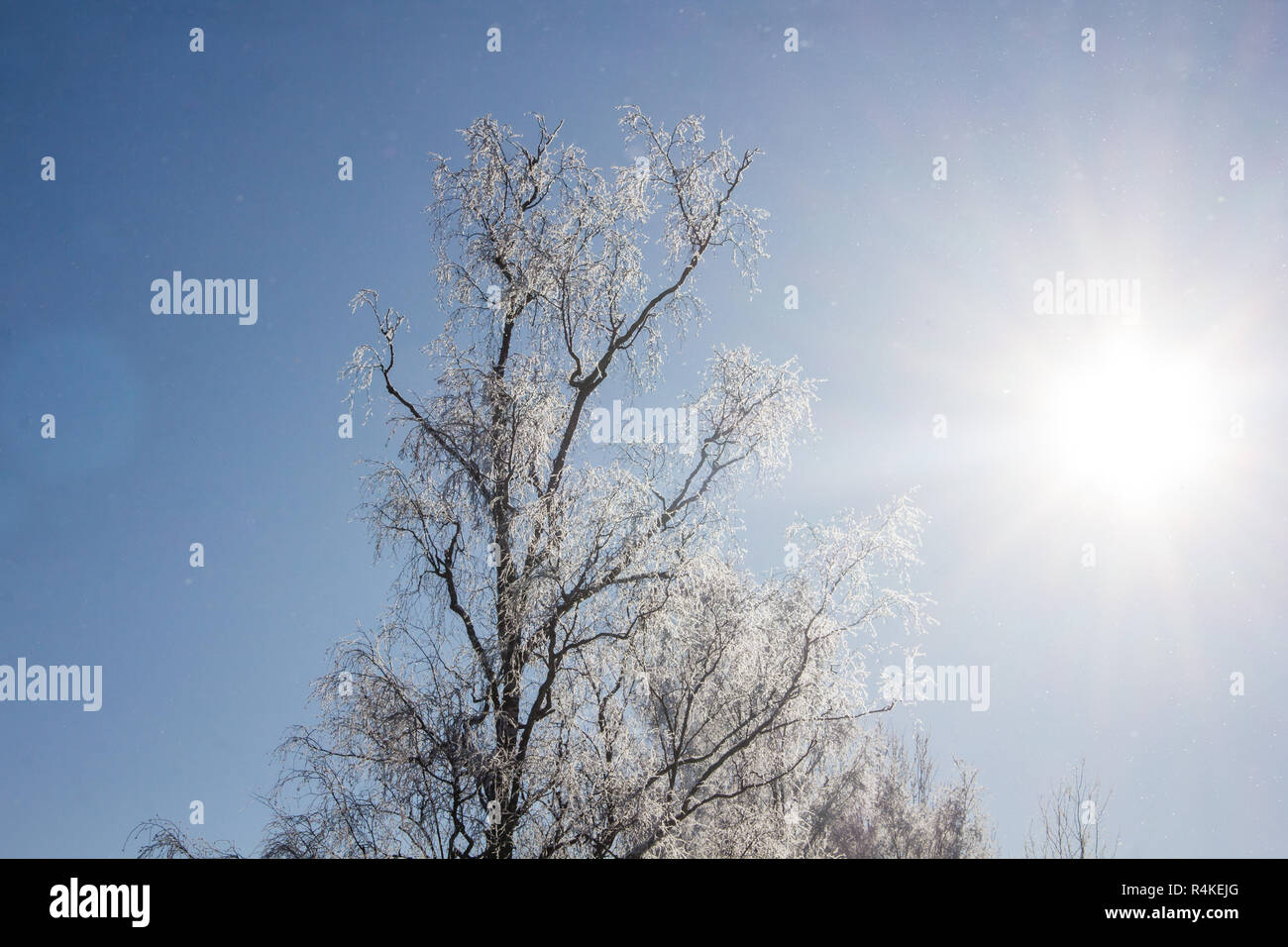 Frozen tree branches. White frost in winter on a branch. Winter picture ...