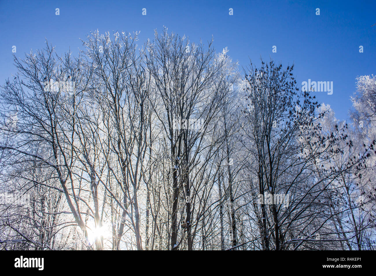 Frozen tree branches. White frost in winter on a branch. Winter picture ...